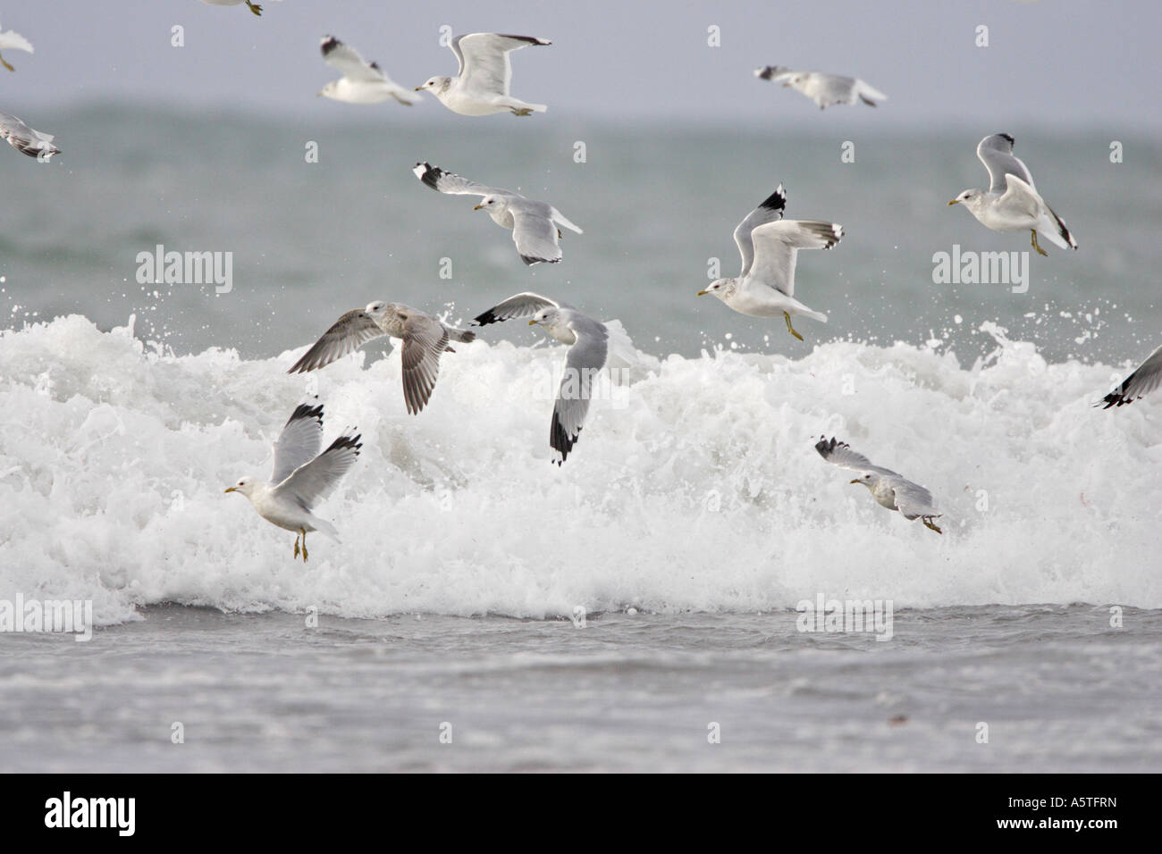 Uk common gulls hi-res stock photography and images - Alamy