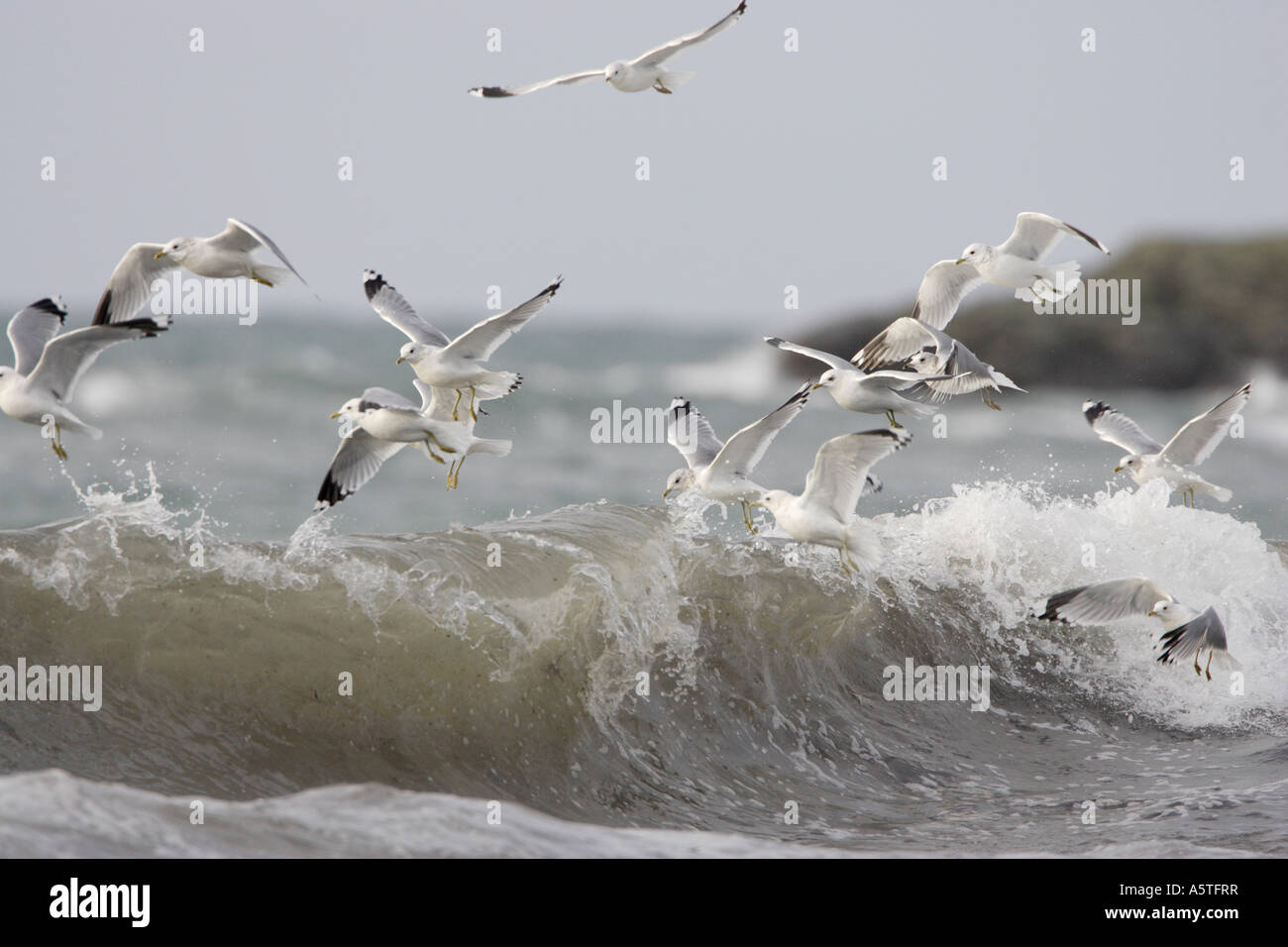Flock over Common Gulls flying over the sea Stock Photo - Alamy