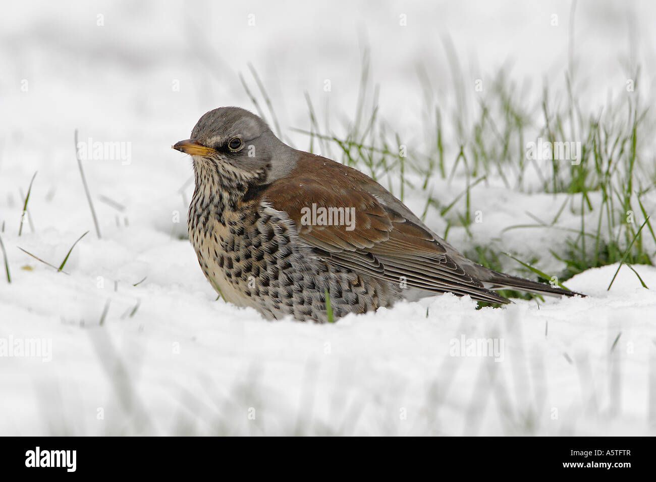Fieldfare on snow covered ground5 Stock Photo - Alamy