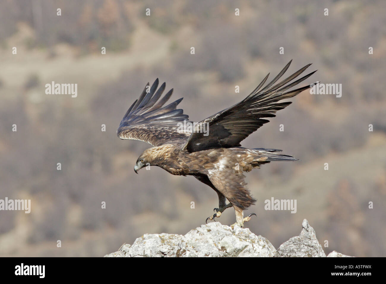 Adult Golden Eagle landing on rocks Stock Photo - Alamy