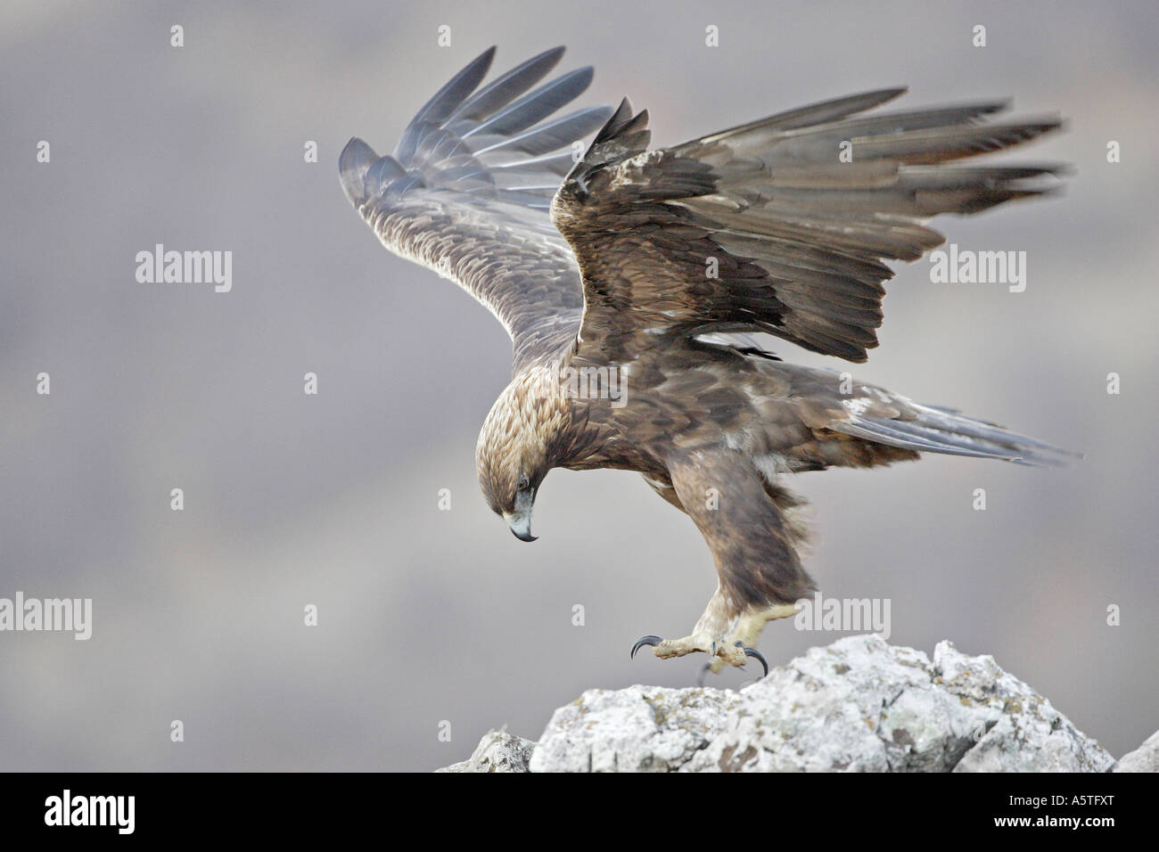 Adult Golden Eagle landing on rocks Stock Photo - Alamy