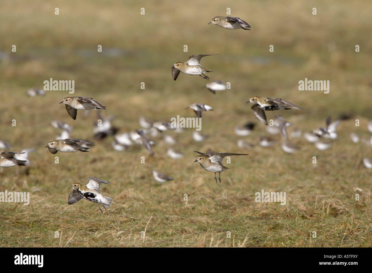 Golden plovers scotland hi-res stock photography and images - Alamy