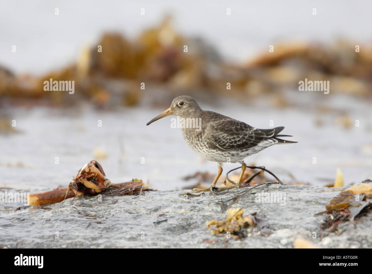 Purple sandpiper on seaweed in winter Stock Photo - Alamy