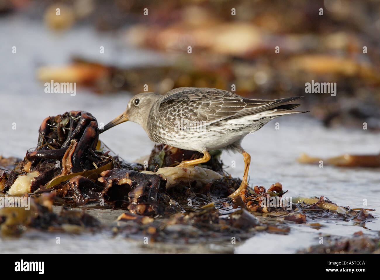 Purple sandpiper on seaweed in winter Stock Photo - Alamy