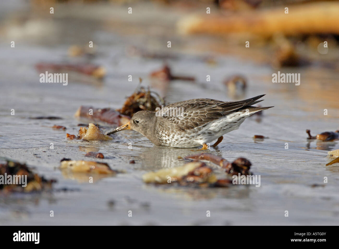 Purple sandpiper on seaweed in winter Stock Photo - Alamy