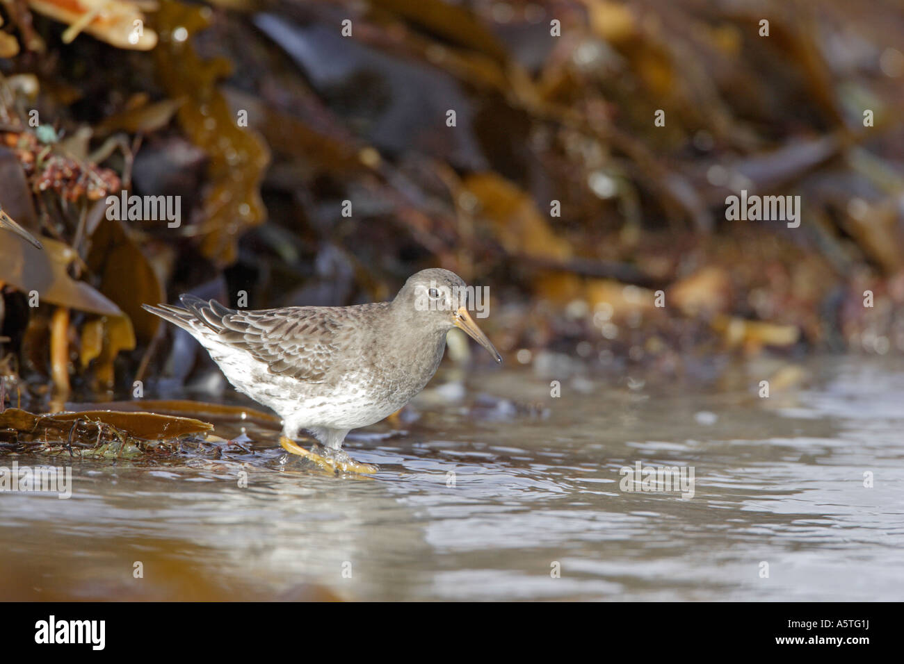 Purple sandpiper on seaweed in winter Stock Photo - Alamy