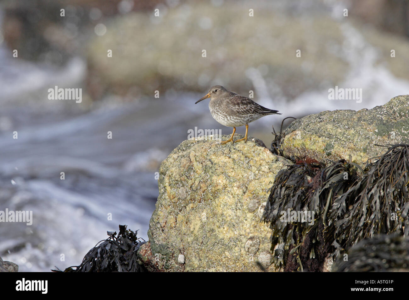 Purple sandpiper on seaweed in winter Stock Photo - Alamy