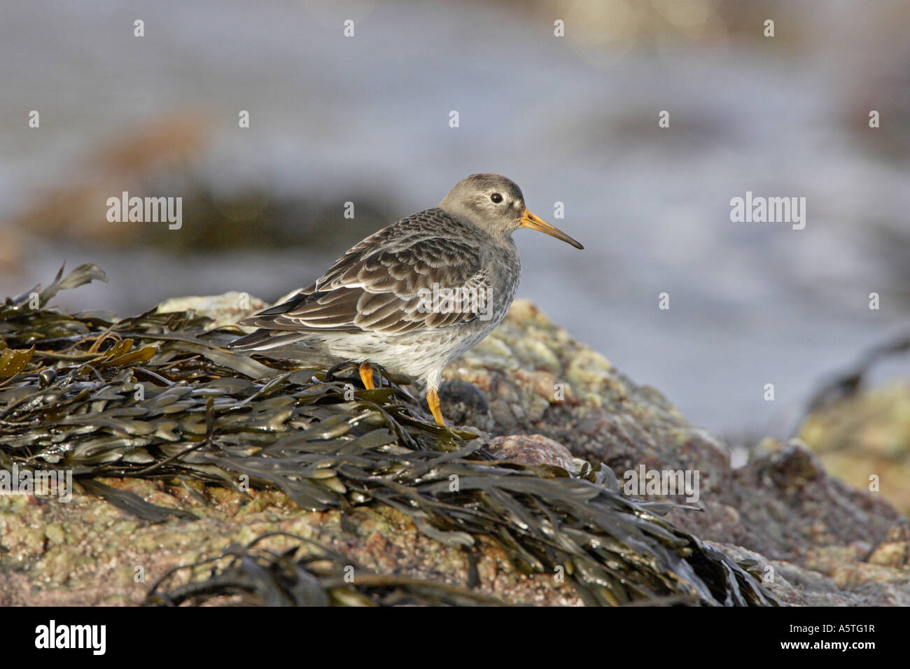 Purple sandpiper on seaweed in winter Stock Photo - Alamy
