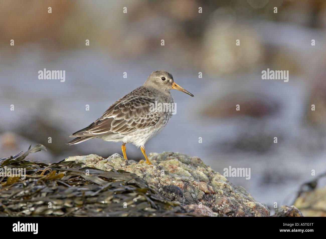 Purple sandpiper on seaweed in winter Stock Photo - Alamy