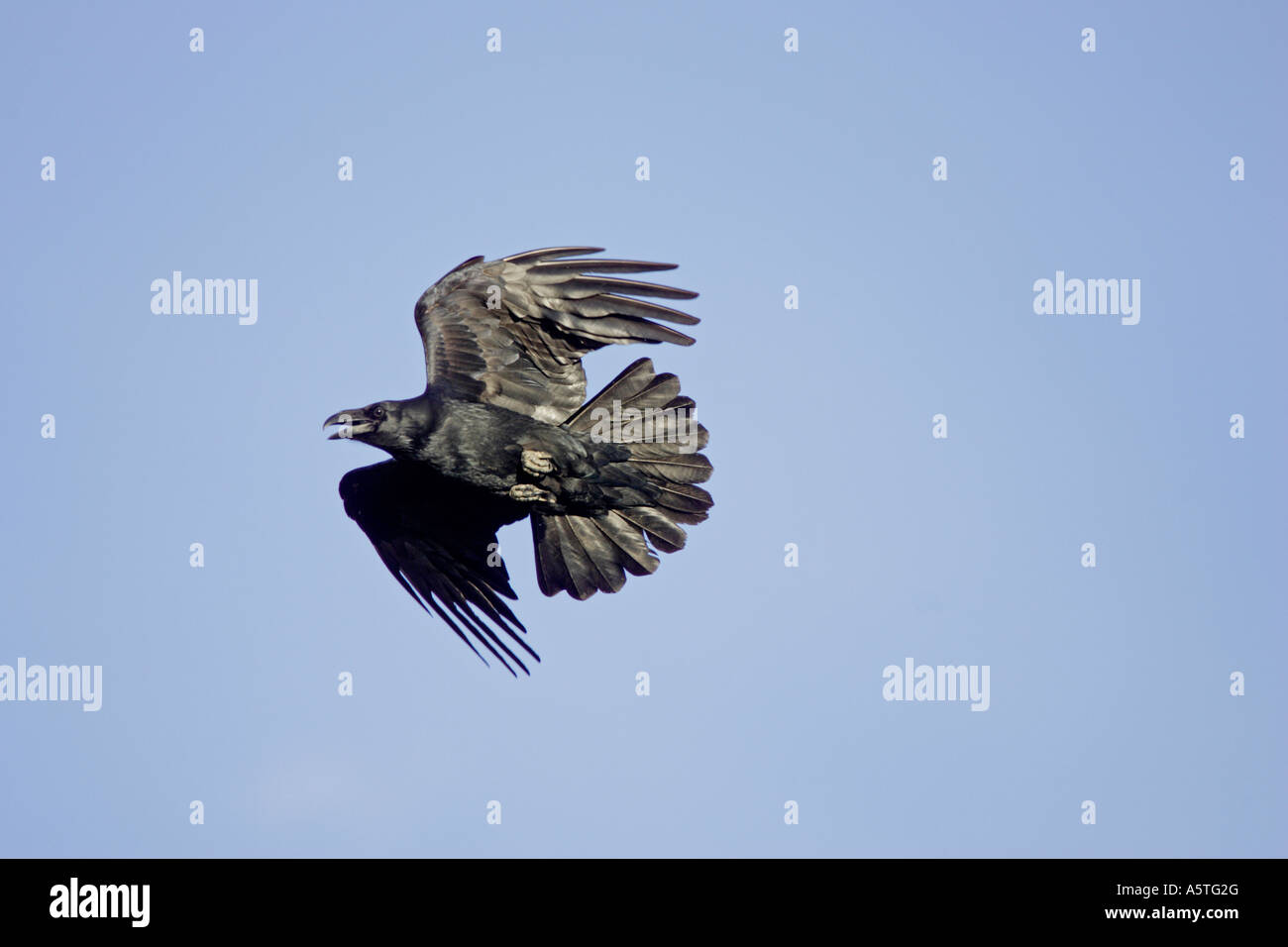 Raven in flight Stock Photo - Alamy