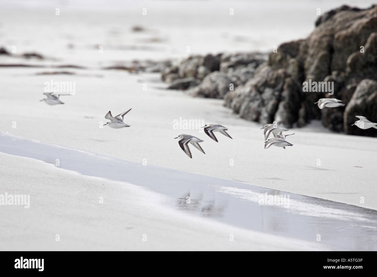 A flock of sanderling flying over a beach in winter Stock Photo - Alamy