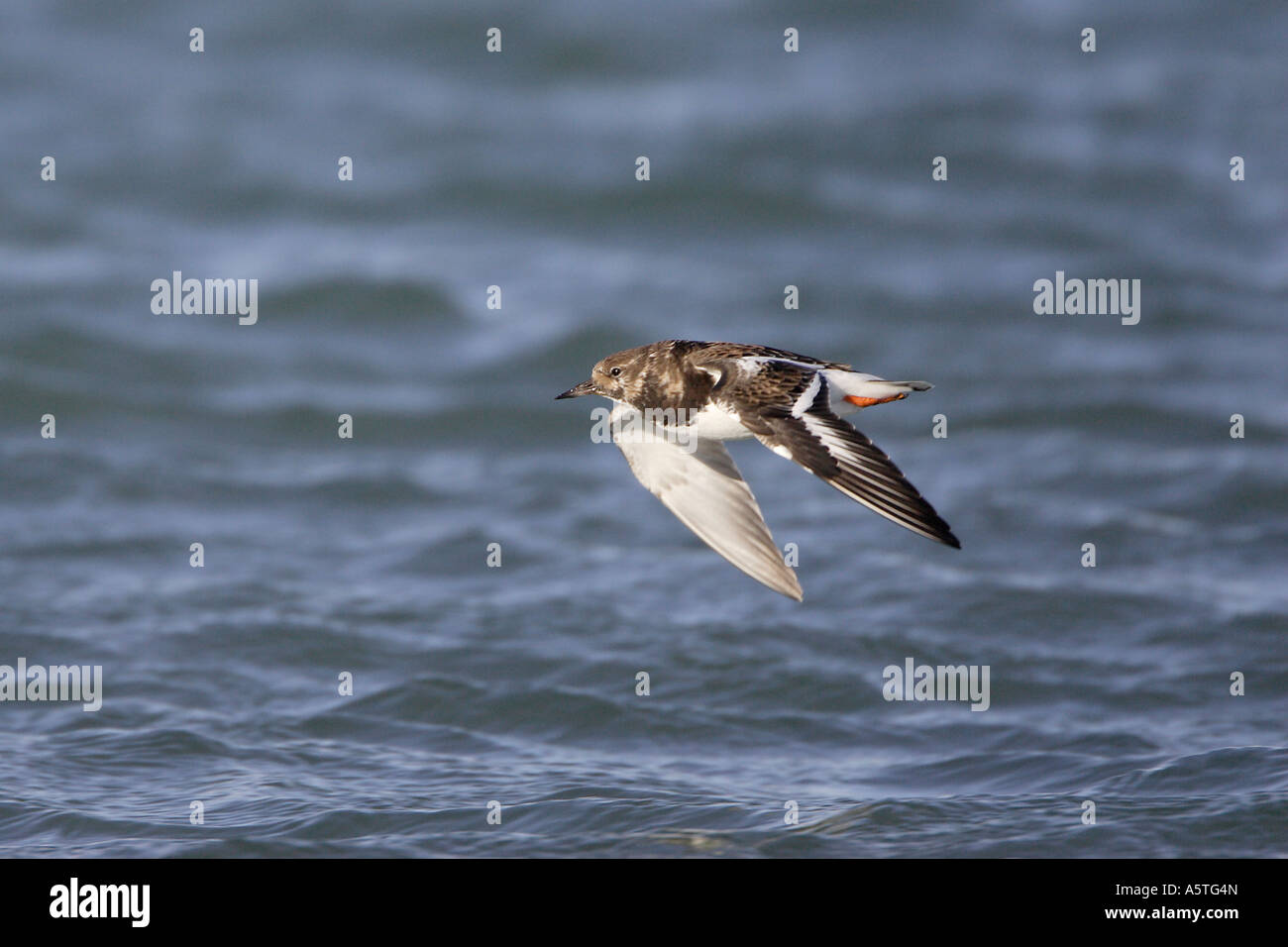 A Turnstone flying over the sea Stock Photo - Alamy