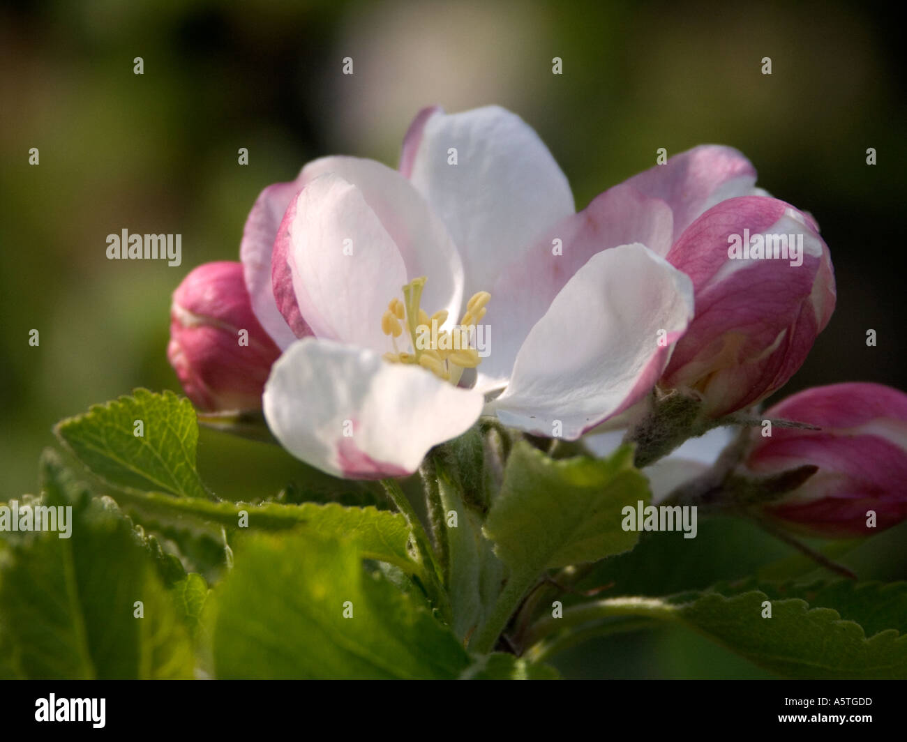Apple blossom cluster hi-res stock photography and images - Alamy