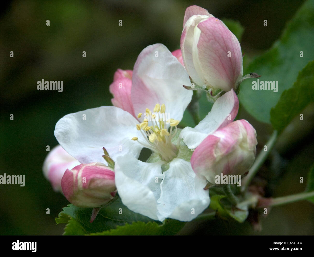 Cluster of Apple blossoms Stock Photo - Alamy