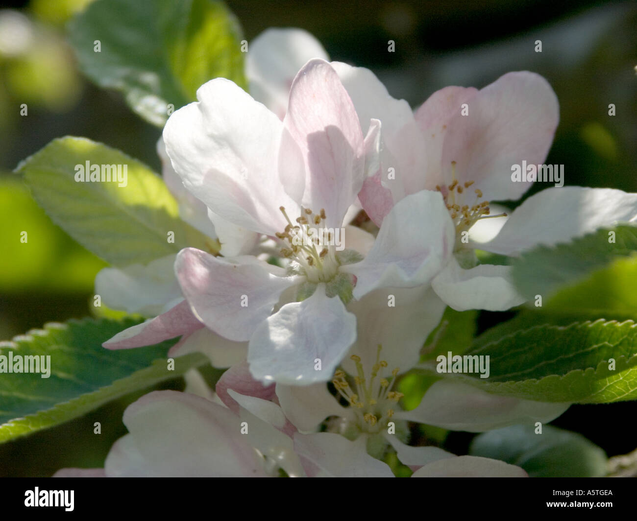 Cluster of Apple blossoms Stock Photo - Alamy