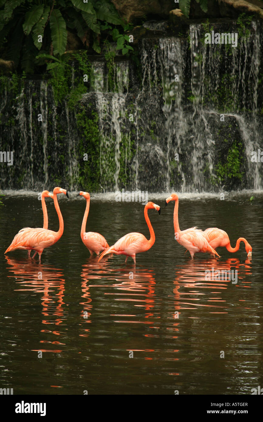 Pink flamingos hi-res stock photography and images - Alamy