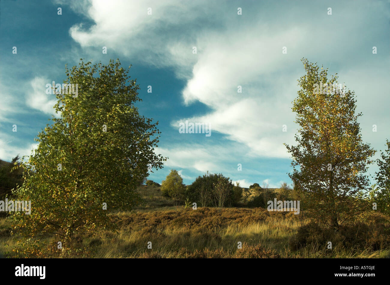 Two silver birches Stock Photo - Alamy