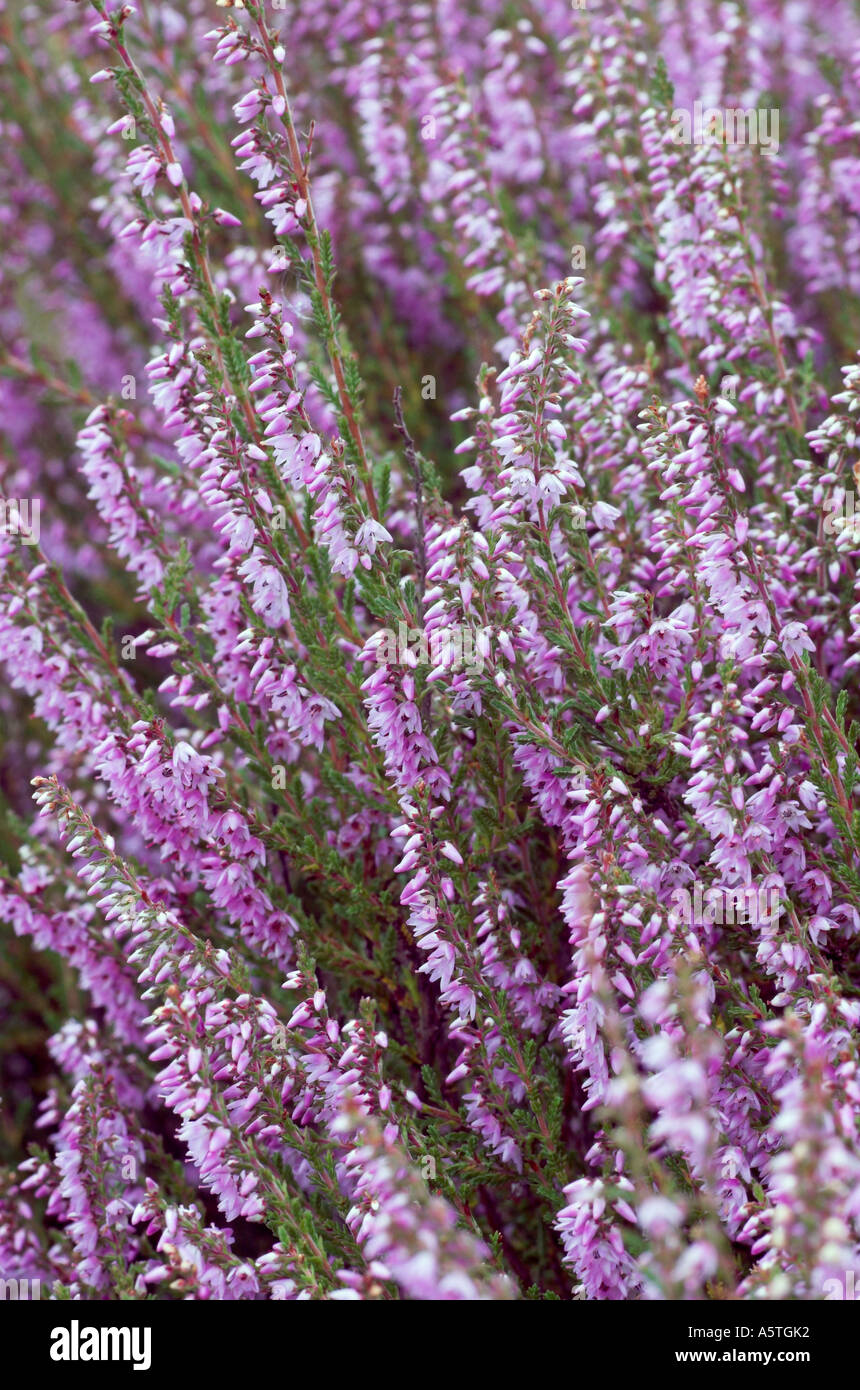 Lucky heather hi-res stock photography and images - Alamy