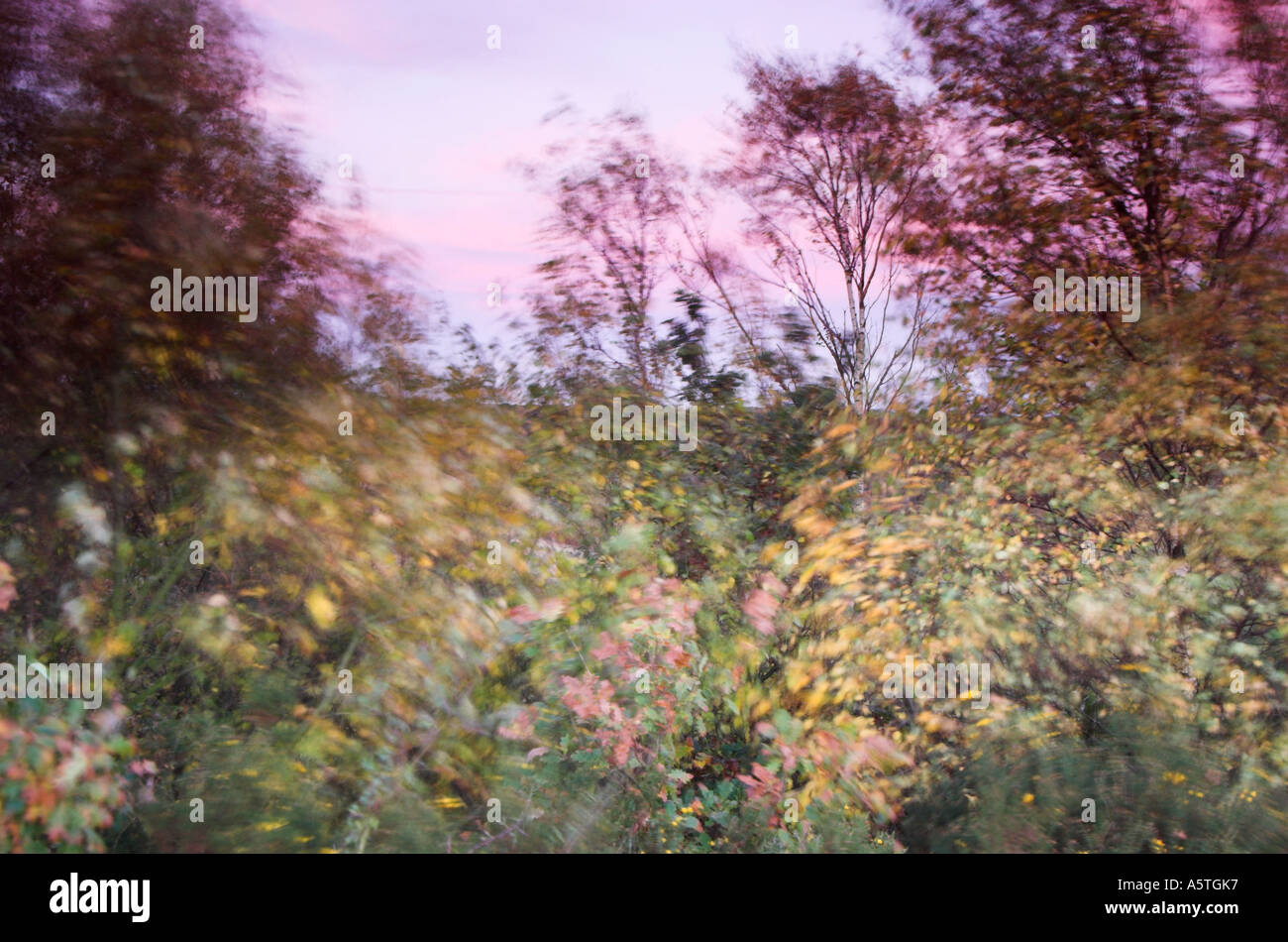 Leaves wind canopy hi-res stock photography and images - Alamy