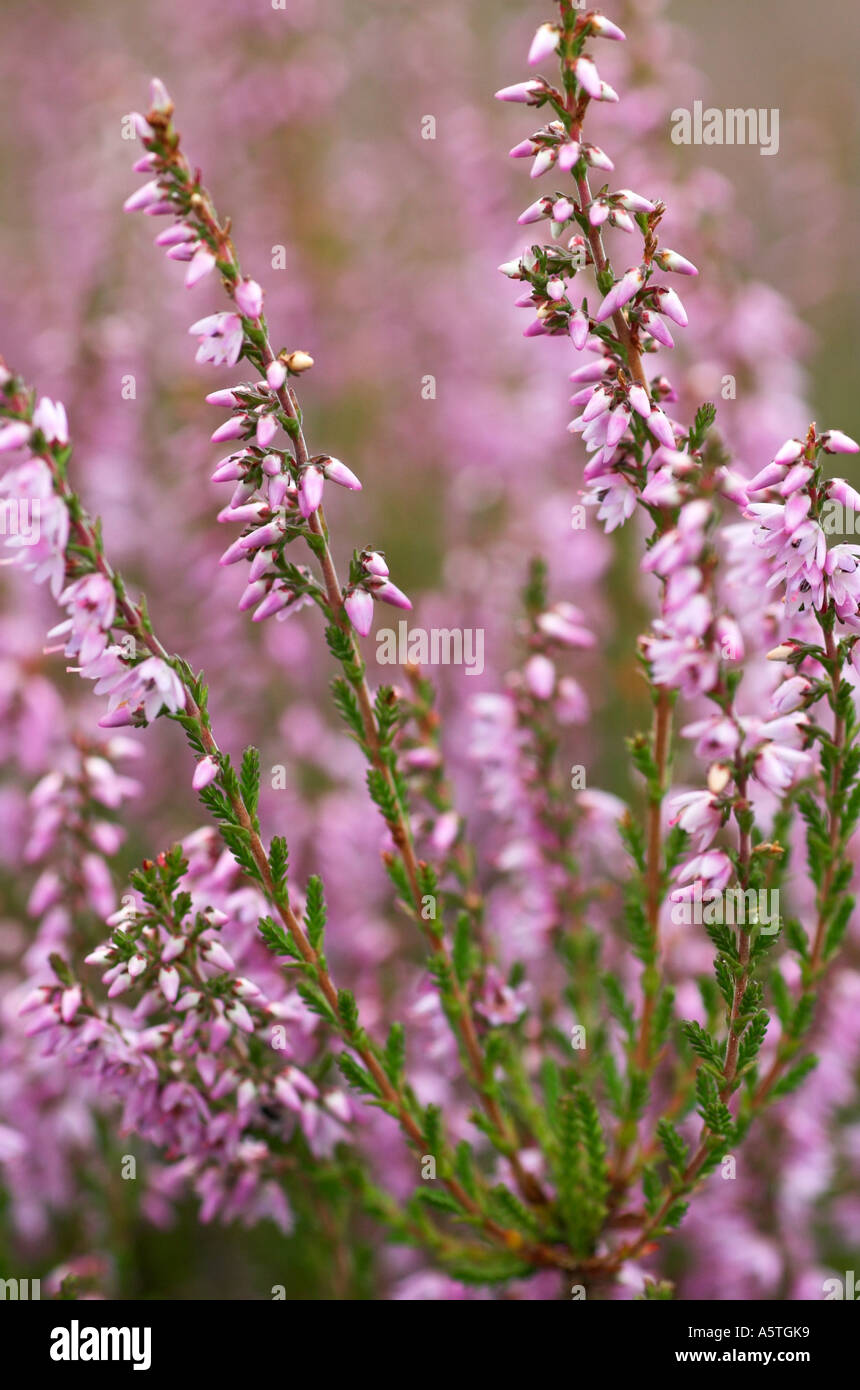 Ling comb hi-res stock photography and images - Alamy