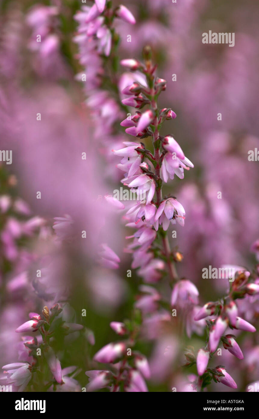 Lucky heather hi-res stock photography and images - Alamy