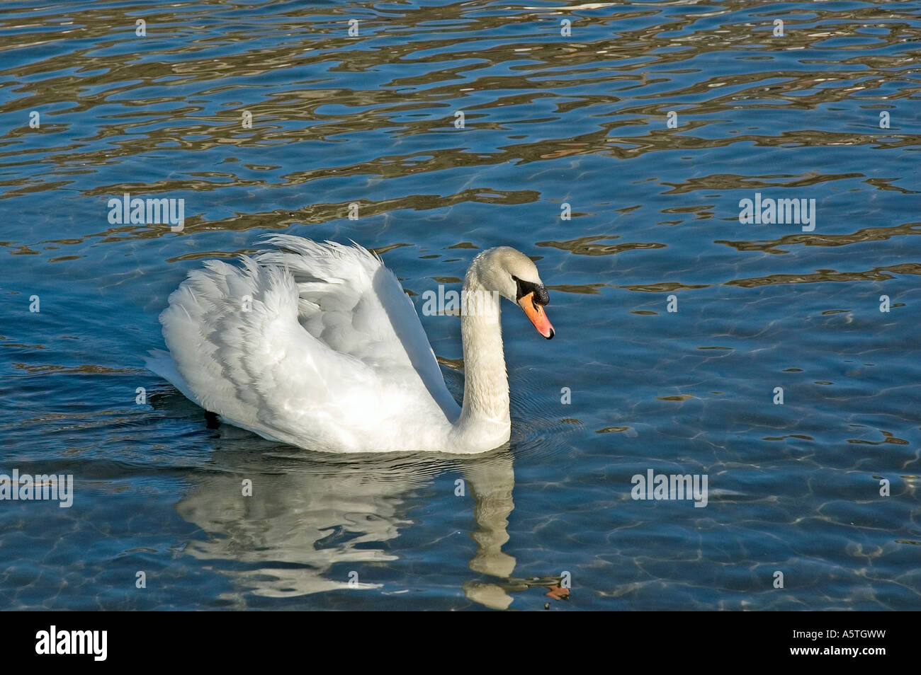 Striking swan hi-res stock photography and images - Alamy