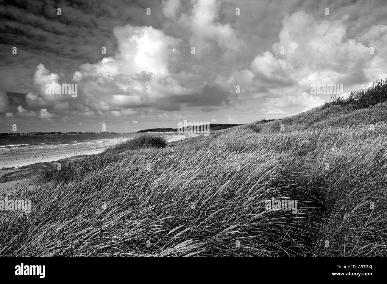 Waterside grass Black and White Stock Photos & Images - Alamy