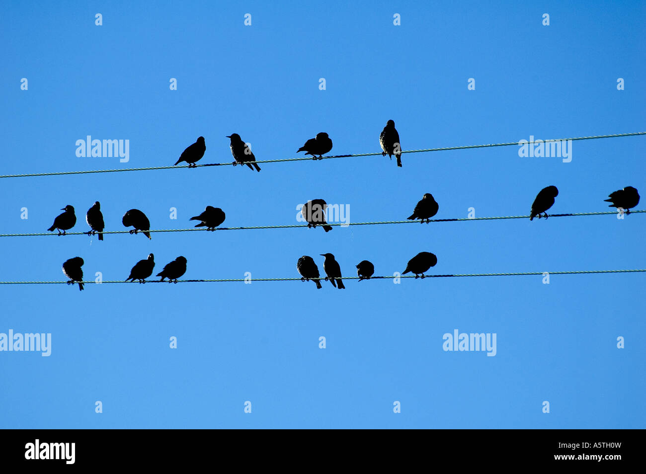 Birds on a power line Stock Photo - Alamy