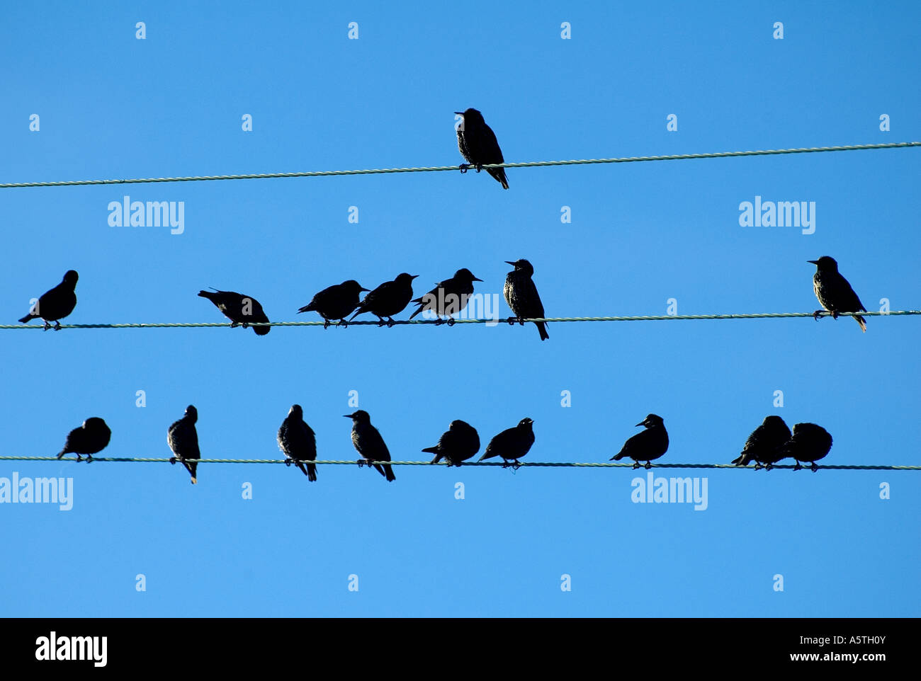 Birds on a power line Stock Photo - Alamy