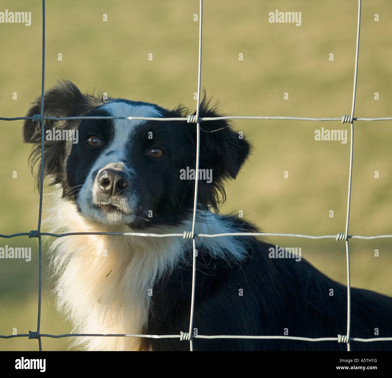 Shepard one sheep hi-res stock photography and images - Alamy