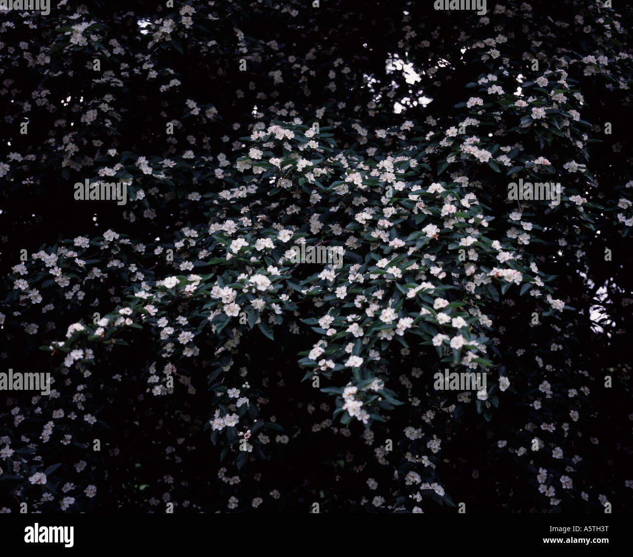 White spring flowers Stock Photo - Alamy