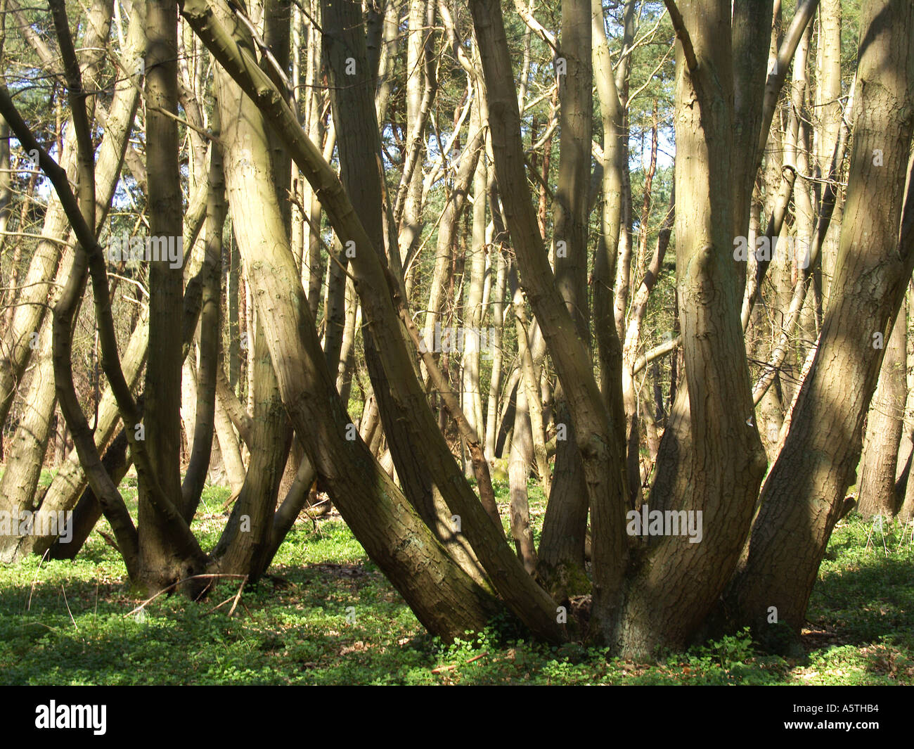 Coppiced deciduous woodland Stock Photo - Alamy
