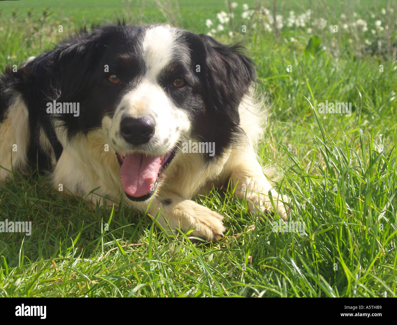 Black and white Welsh collie sheep dog face close up Stock Photo - Alamy