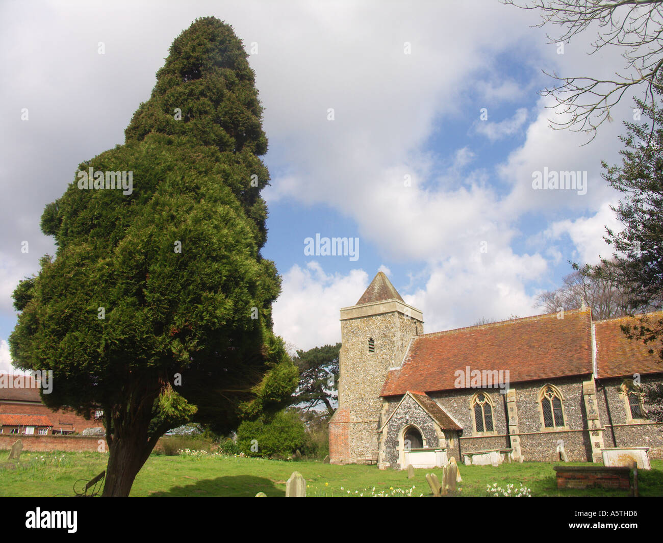 Yew tree Boyton church Suffolk England Stock Photo - Alamy