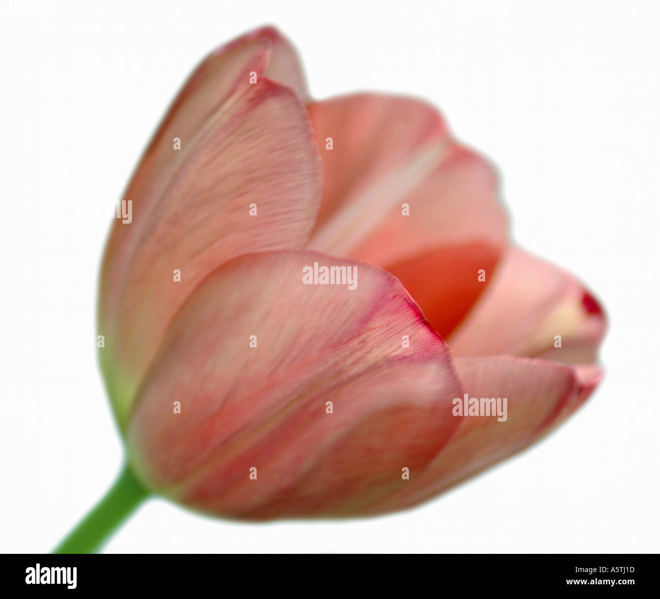 Pink Tulip close up Stock Photo - Alamy