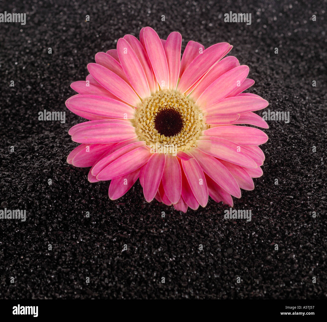 Single pink daisy flower on black sand Stock Photo - Alamy