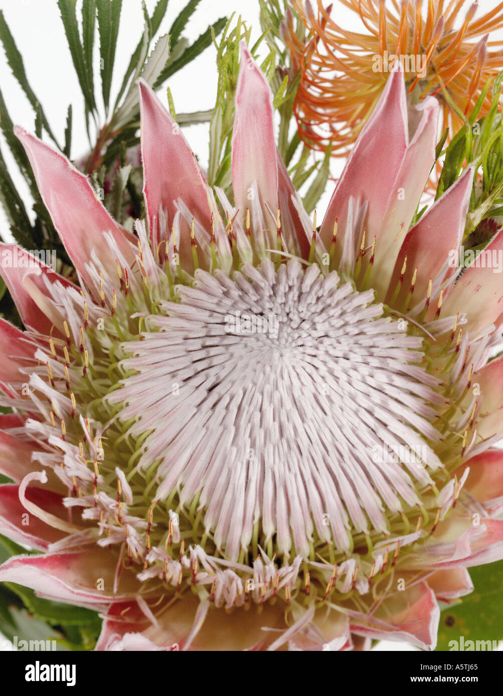 Hawaiian protea hi-res stock photography and images - Alamy