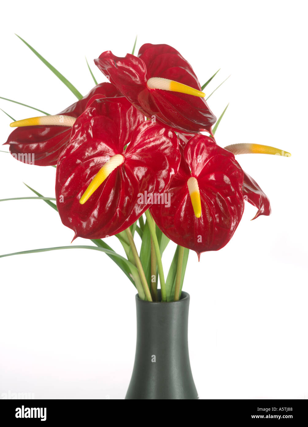 Red Anthurium Bouquet