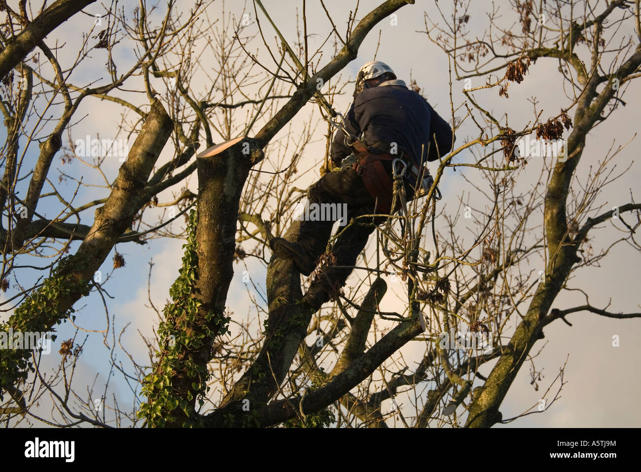 NORTH WALES UK December A male tree surgeon wearing safety harness and ...