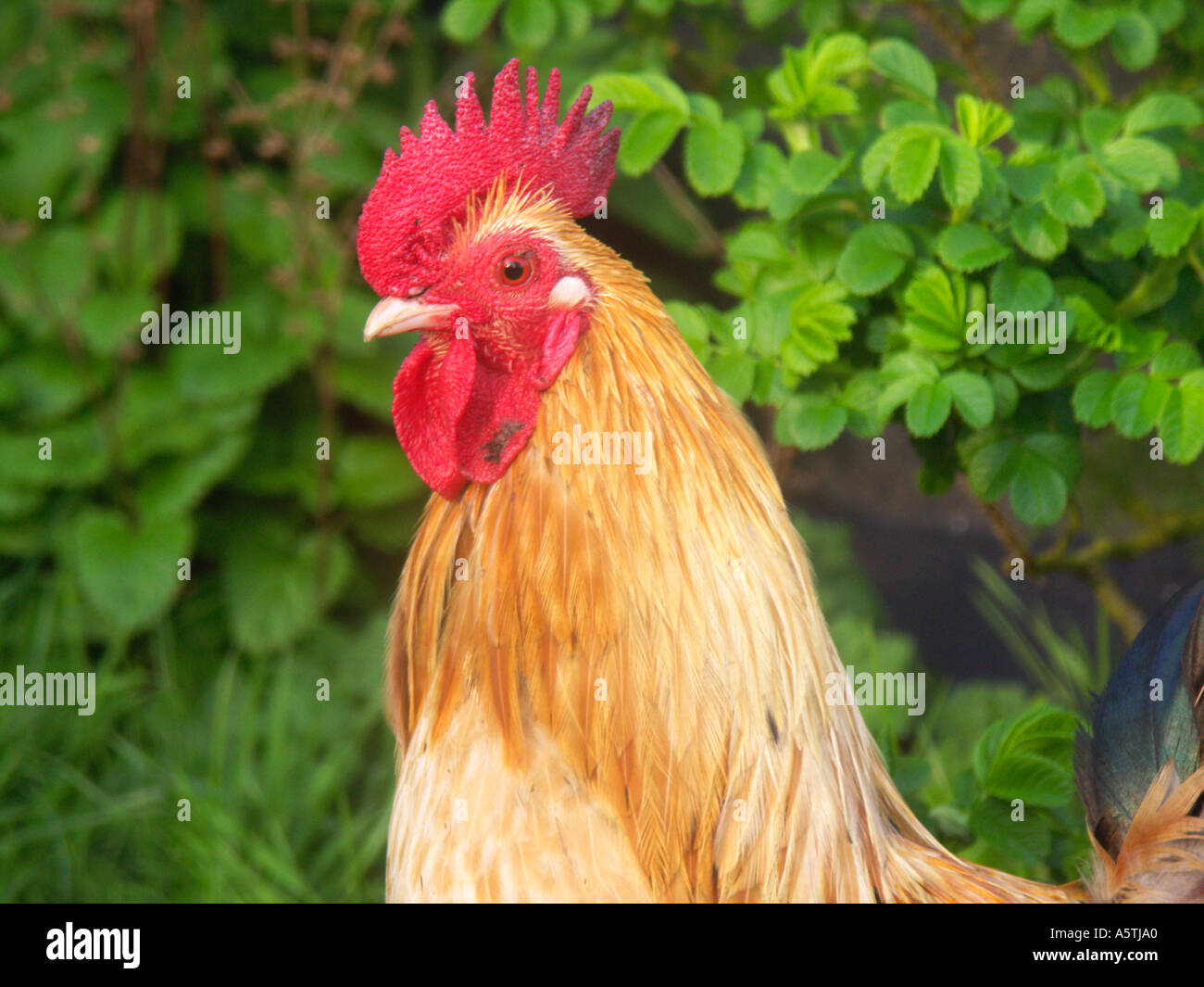 Young bantam cockerel Stock Photo - Alamy