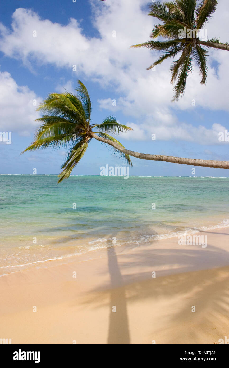 Curving trunk of leaning palm tree over turquoise pacific ocean Stock ...