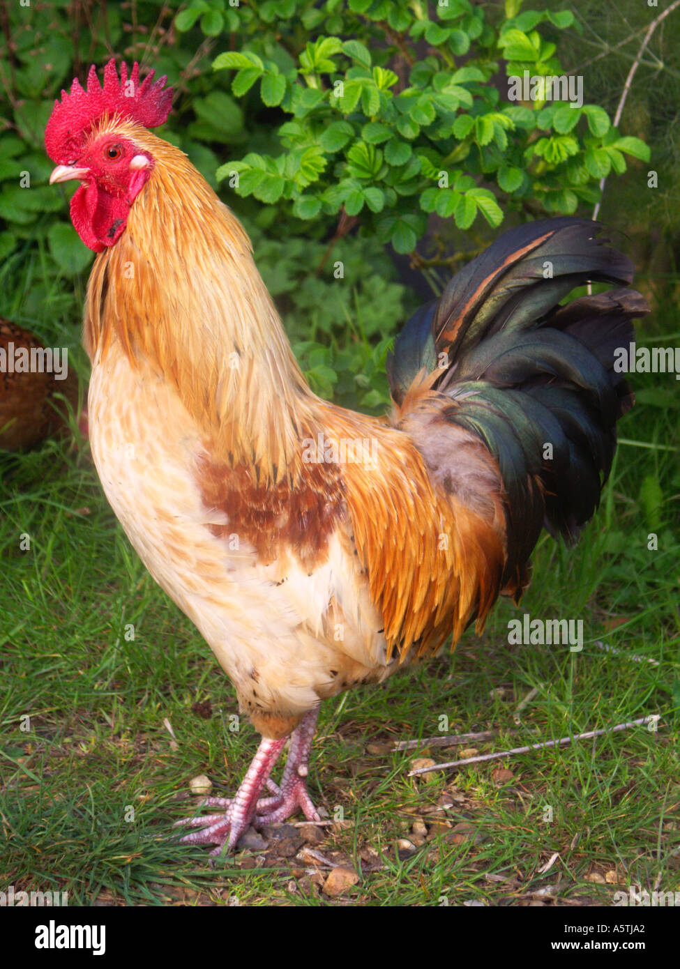 Young bantam cockerel Stock Photo - Alamy