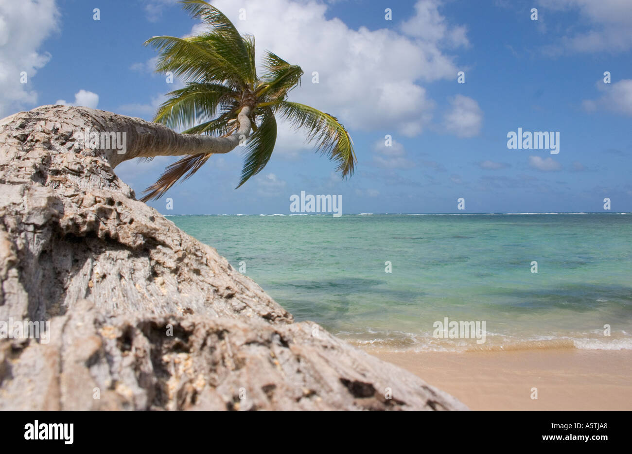 Curving trunk of leaning palm tree over turquoise pacific ocean Stock ...