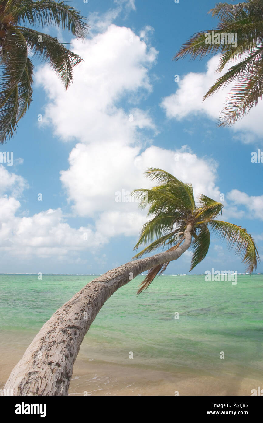 Curving trunk of leaning palm tree over turquoise pacific ocean Stock ...