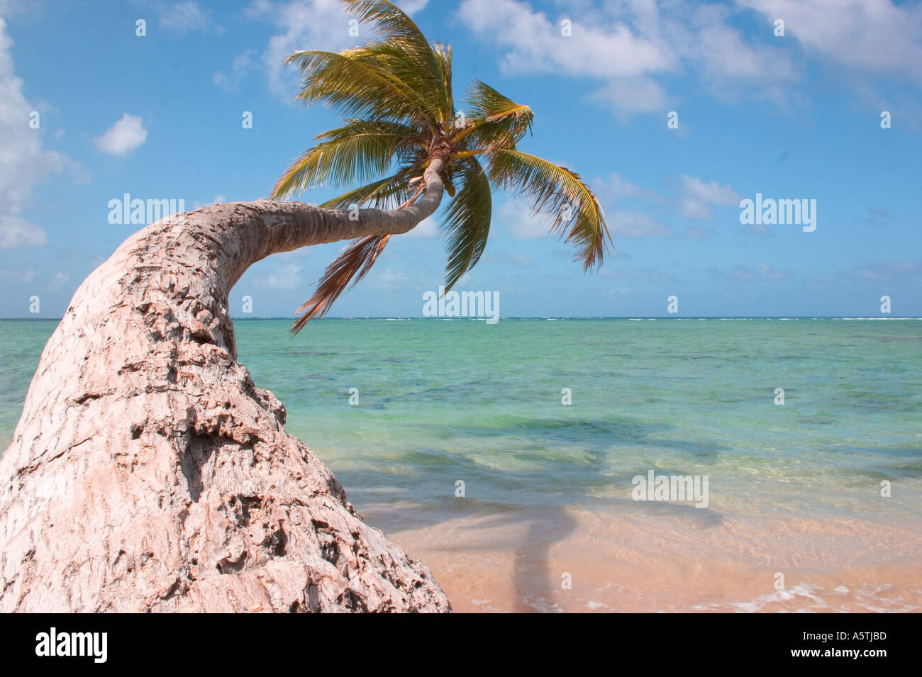 Curving trunk of leaning palm tree over turquoise pacific ocean Stock ...