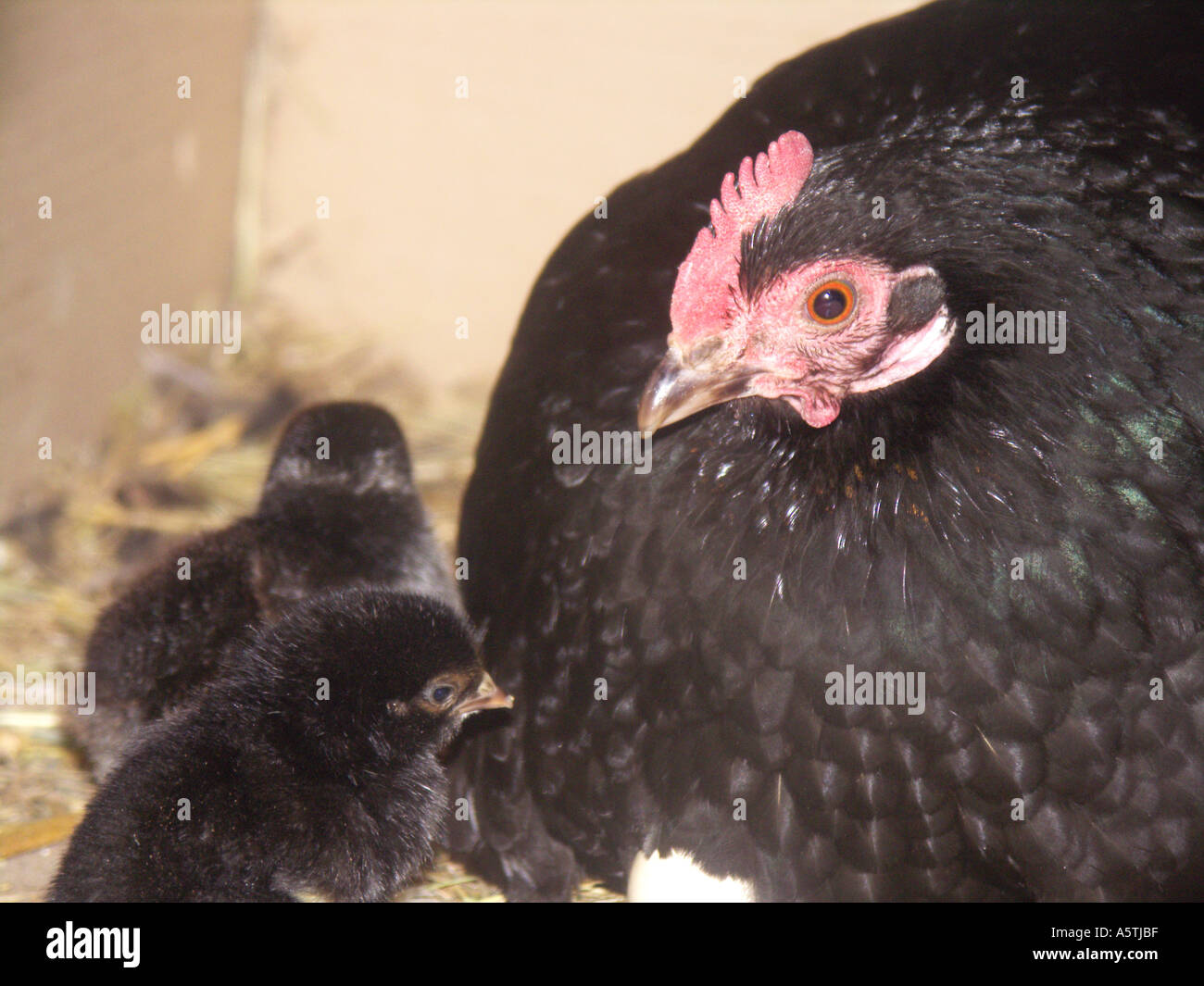 Black hen laying egg on straw with newly hatched chicks and egg Stock ...