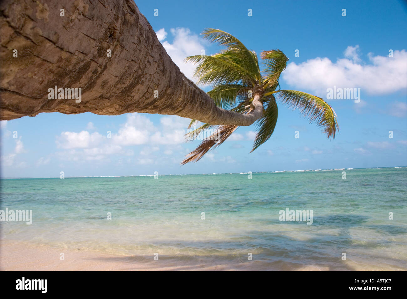 Curving trunk of leaning palm tree over turquoise pacific ocean Stock ...