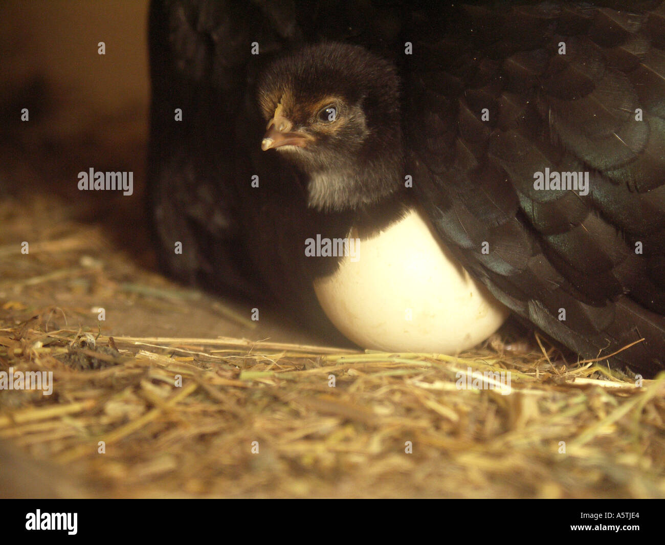 Black hen laying egg on straw with newly hatched chick showing its head ...