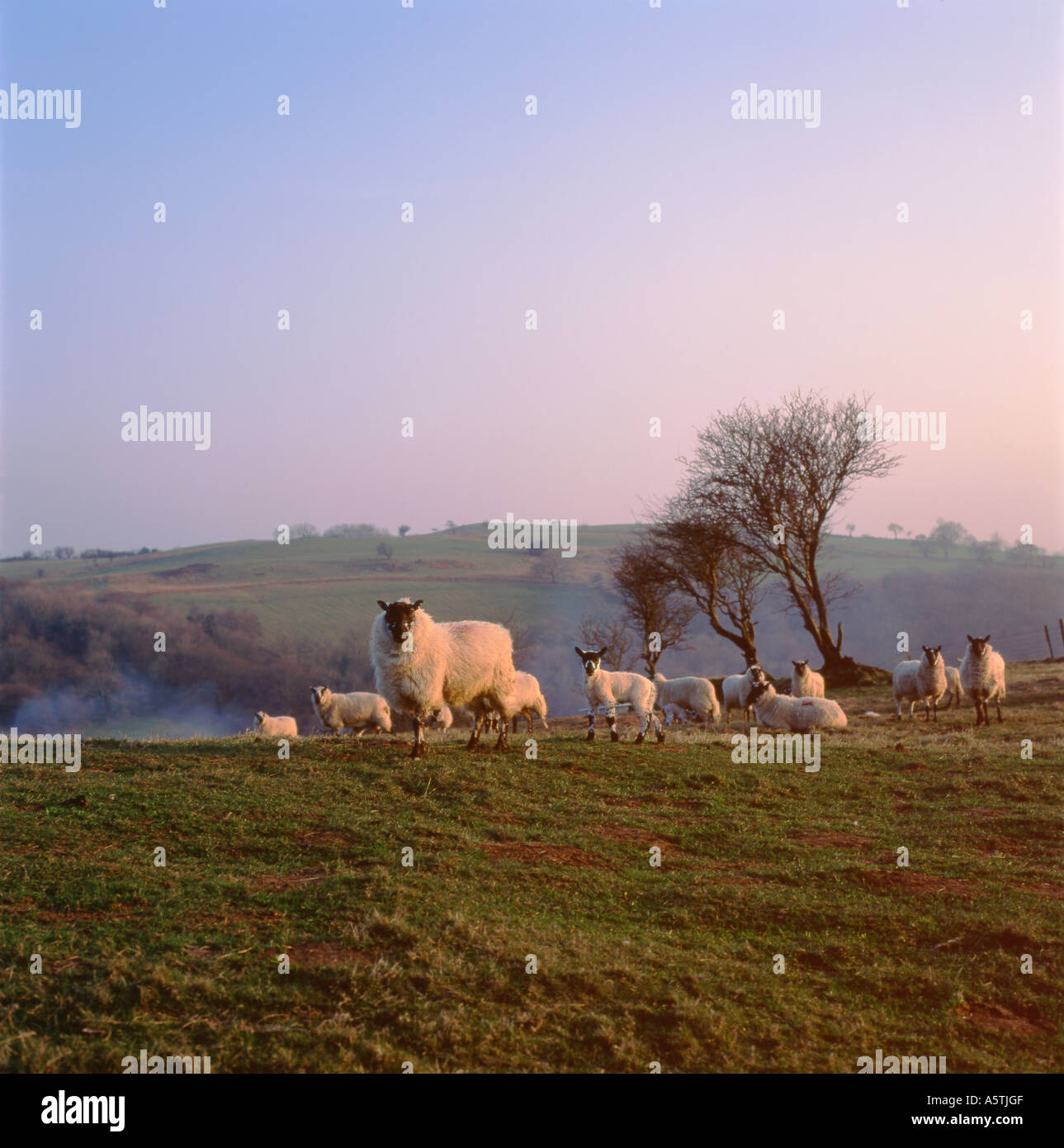 Kathy hill hi-res stock photography and images - Alamy