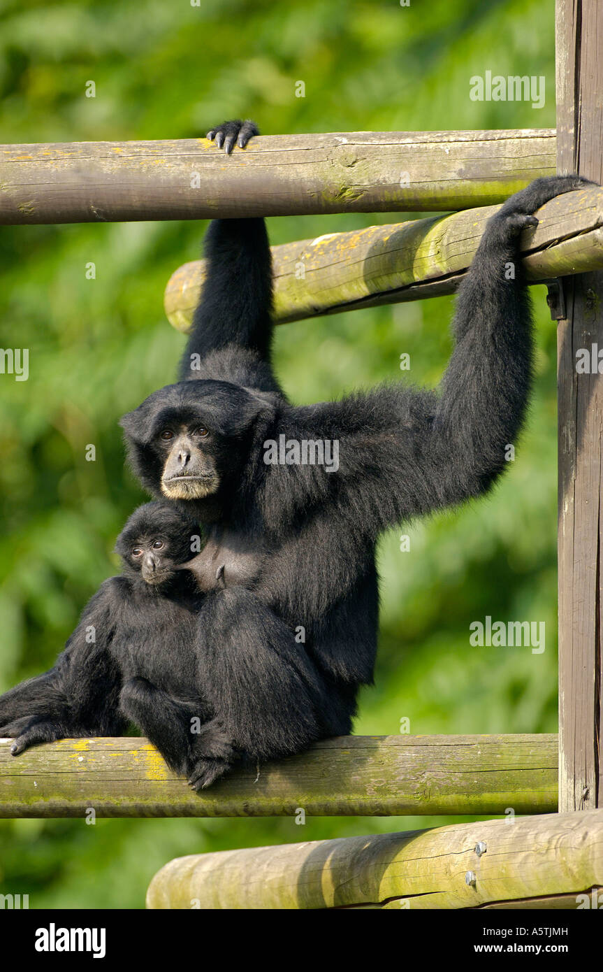Siamang young hi-res stock photography and images - Alamy